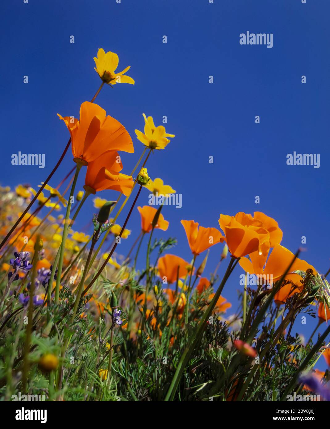 California poppy leaves hi-res stock photography and images - Alamy