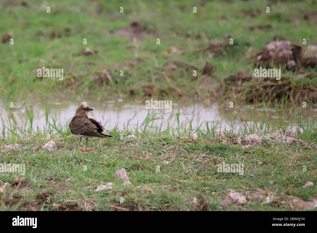 African pratincole hi-res stock photography and images - Alamy