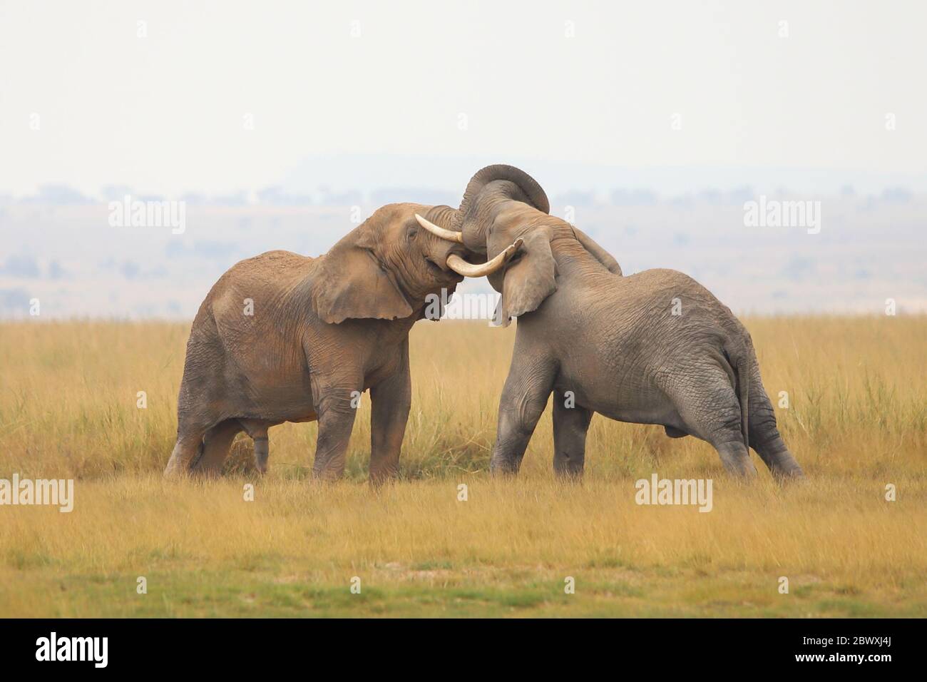 African fight hi-res stock photography and images - Alamy