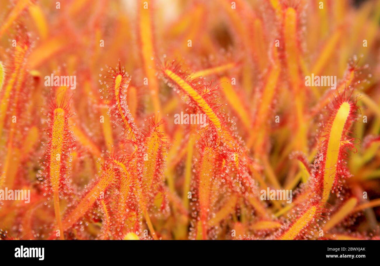 Orange Sundew carnivorous plants in greenhouse Stock Photo - Alamy