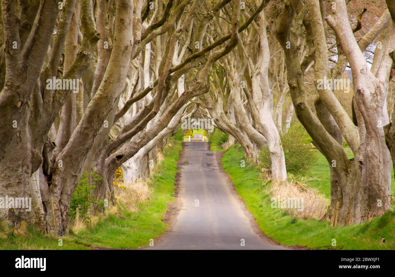 The Dark Hedges road and trees, Northern Ireland. A road through dense ...