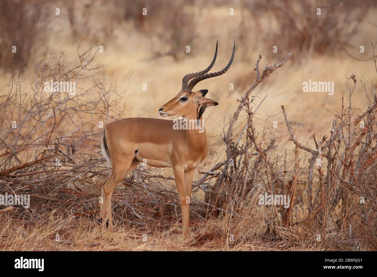 Impala bird hi-res stock photography and images - Alamy