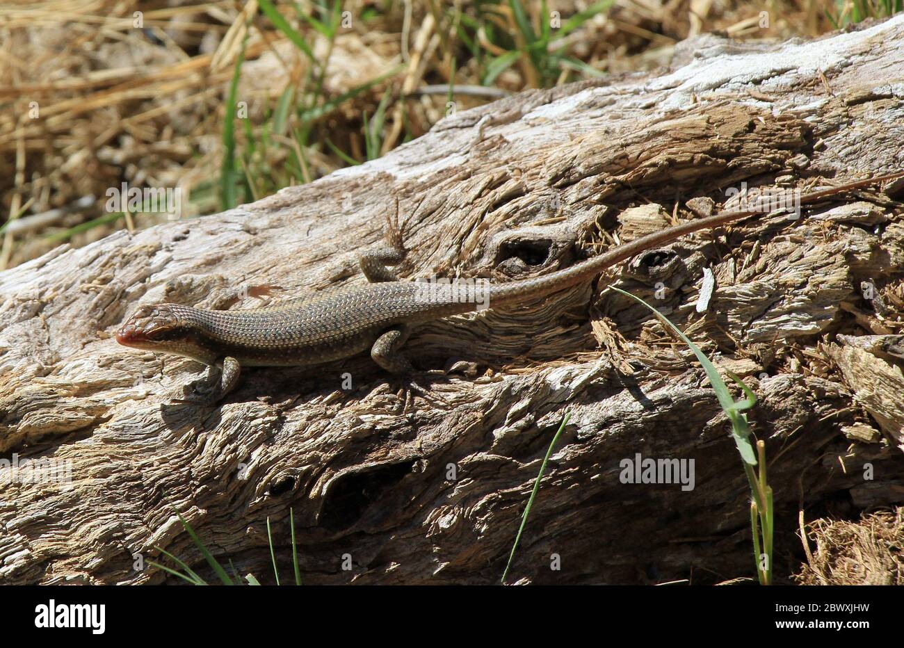 Small lizard surveying the landscape hi-res stock photography and ...