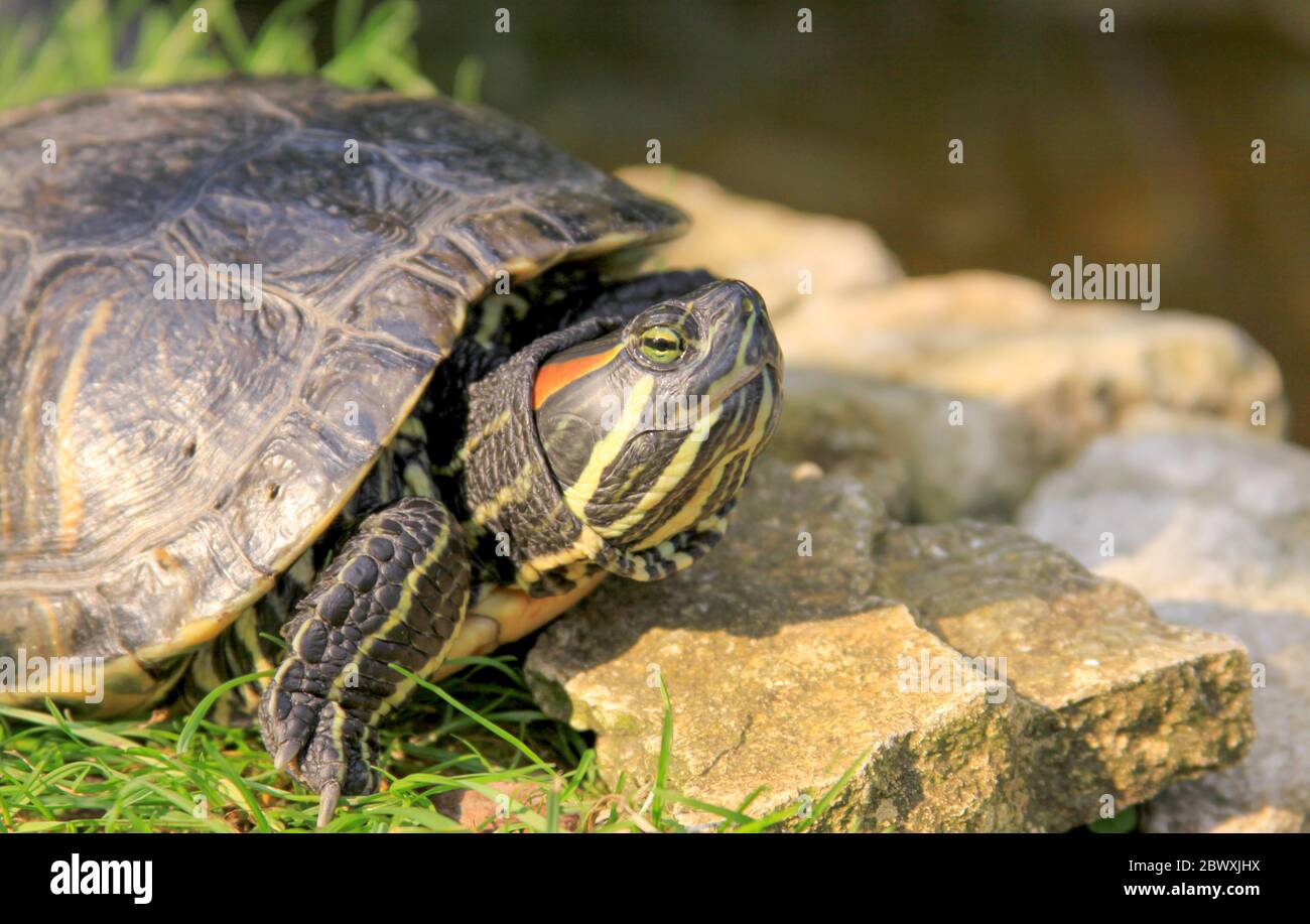 Red foot tortoise hi-res stock photography and images - Alamy