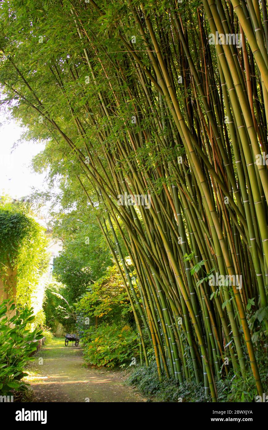 Bamboo forest with straight trees and path Stock Photo - Alamy