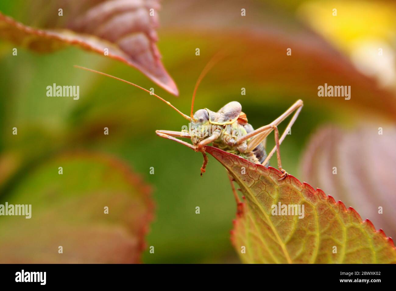 Colored grasshopper on green and red leaf Stock Photo - Alamy