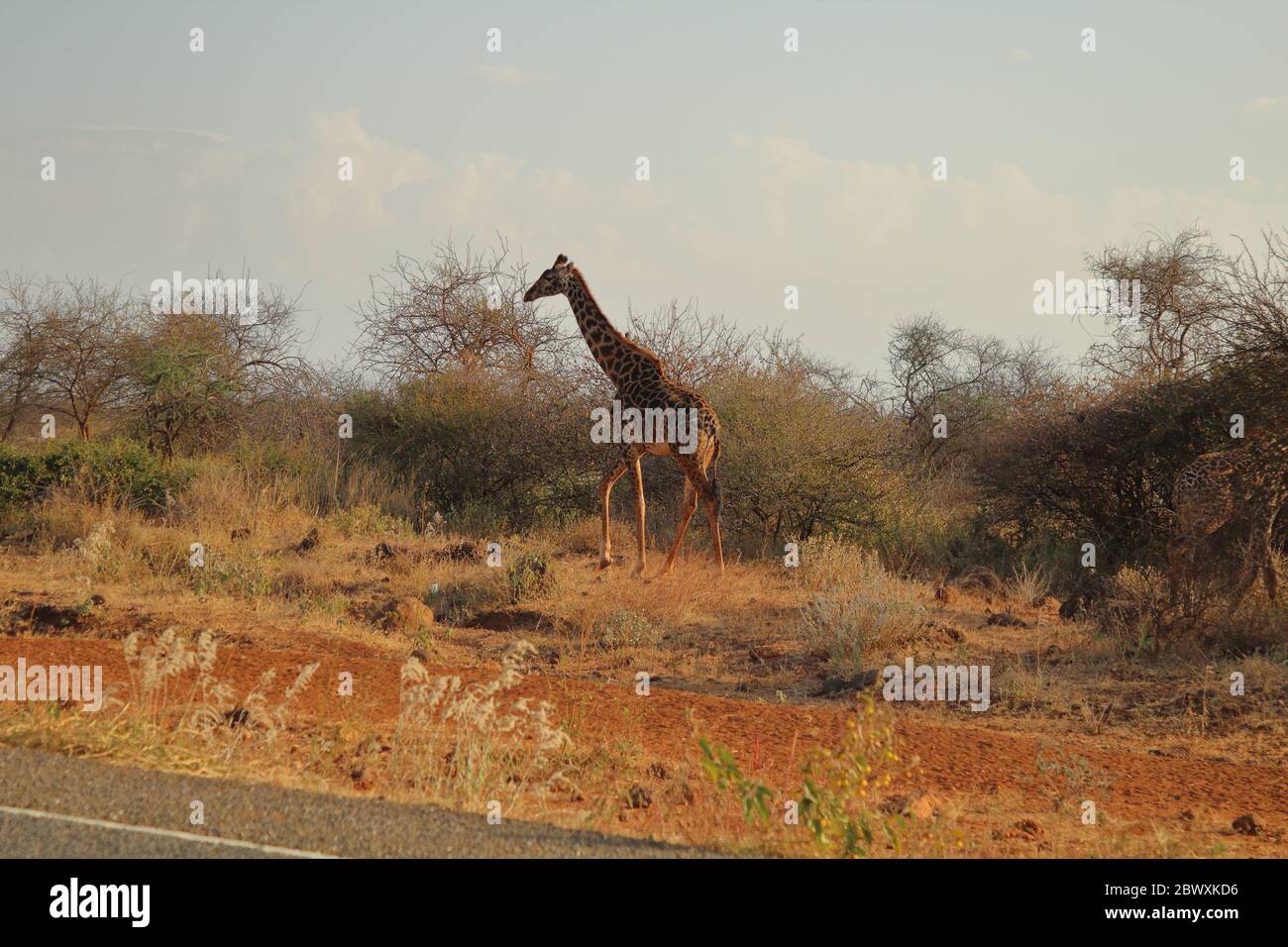 Scrub bushland hi-res stock photography and images - Alamy