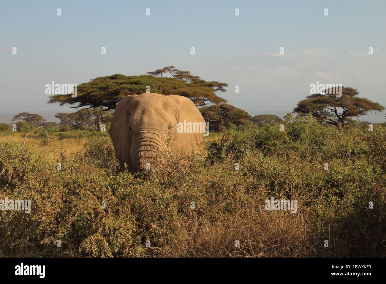 Elephant in the bushes Stock Photo - Alamy