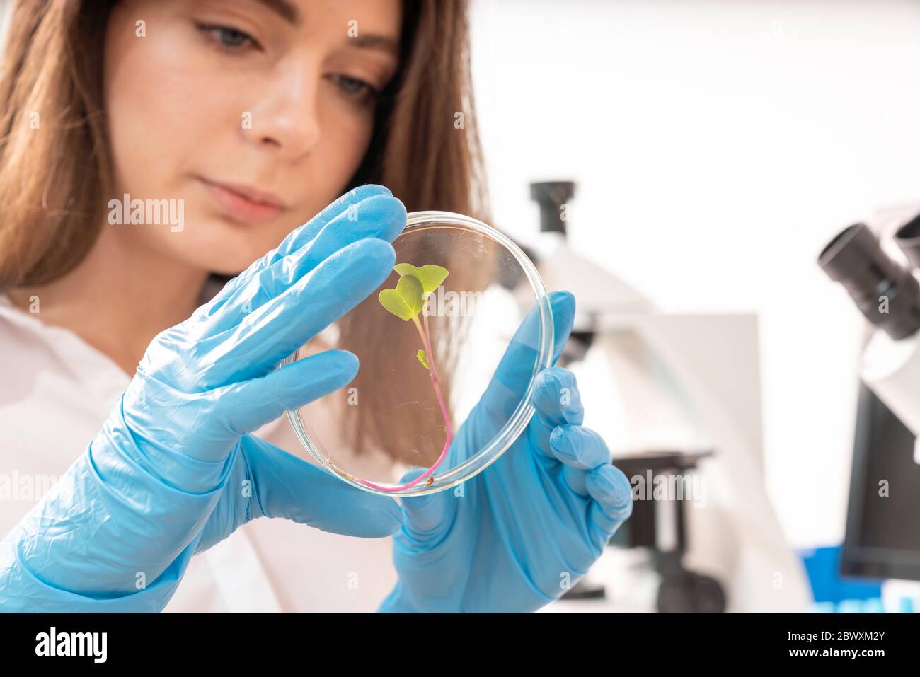 Inspection of the quality of agricultural seeds. Checking the quality ...