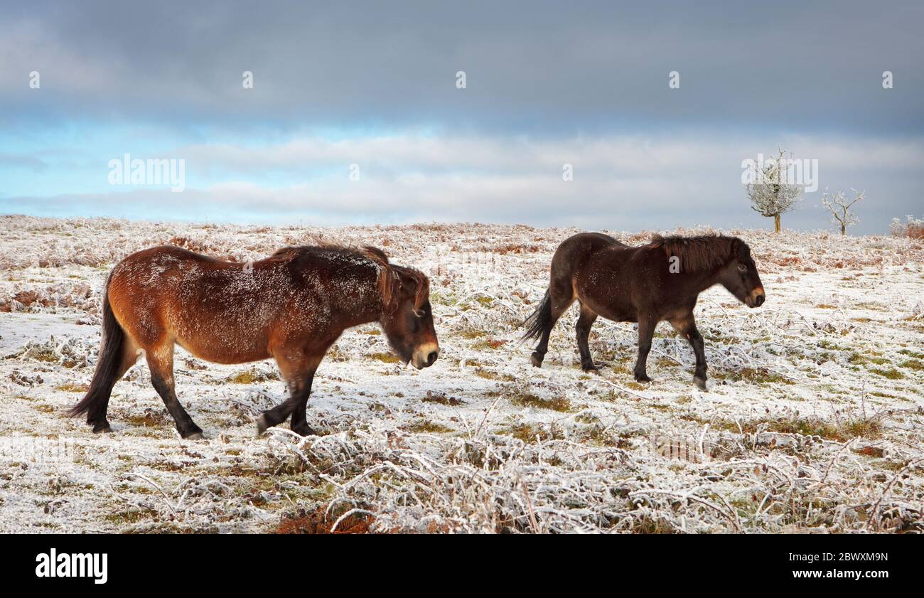 Quantock horse hi-res stock photography and images - Alamy