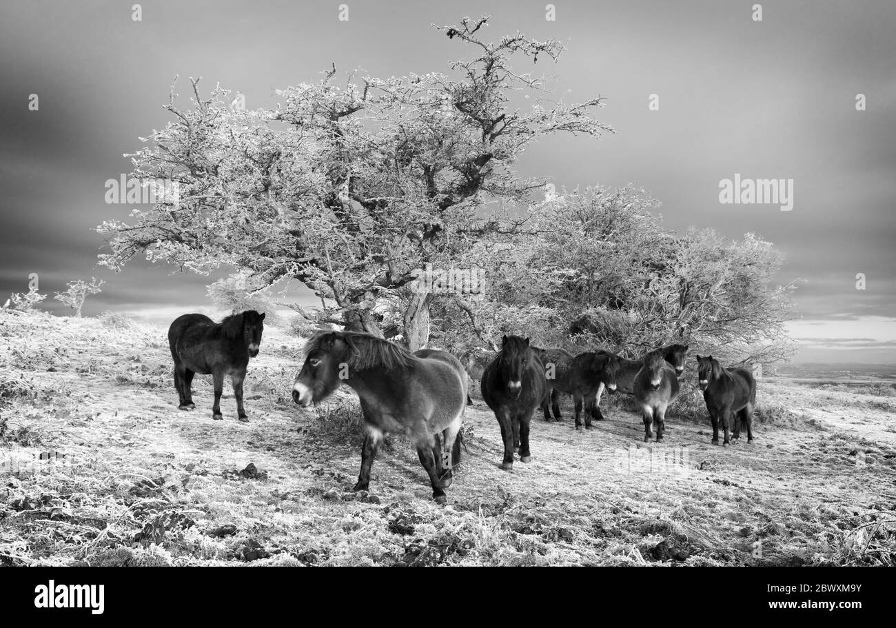 Quantock and pony Black and White Stock Photos & Images - Alamy
