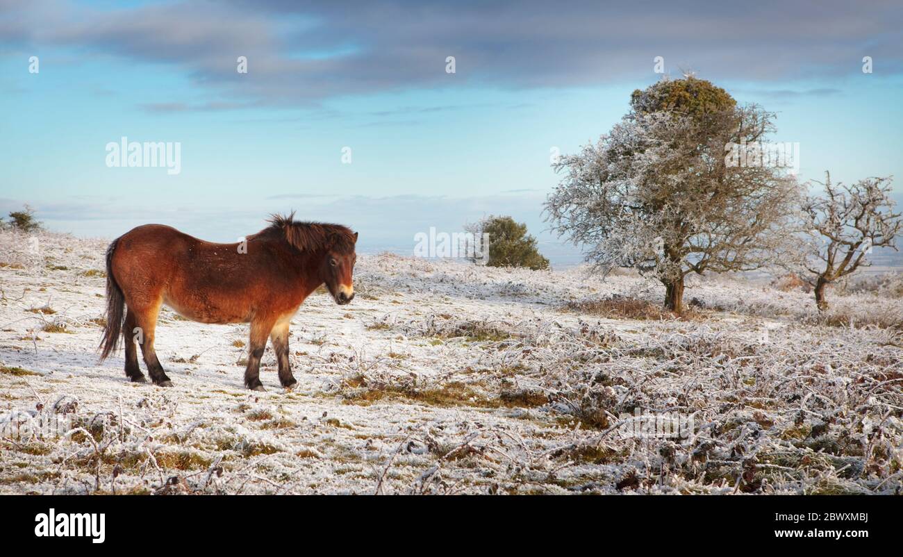 Quantock horse hi-res stock photography and images - Alamy