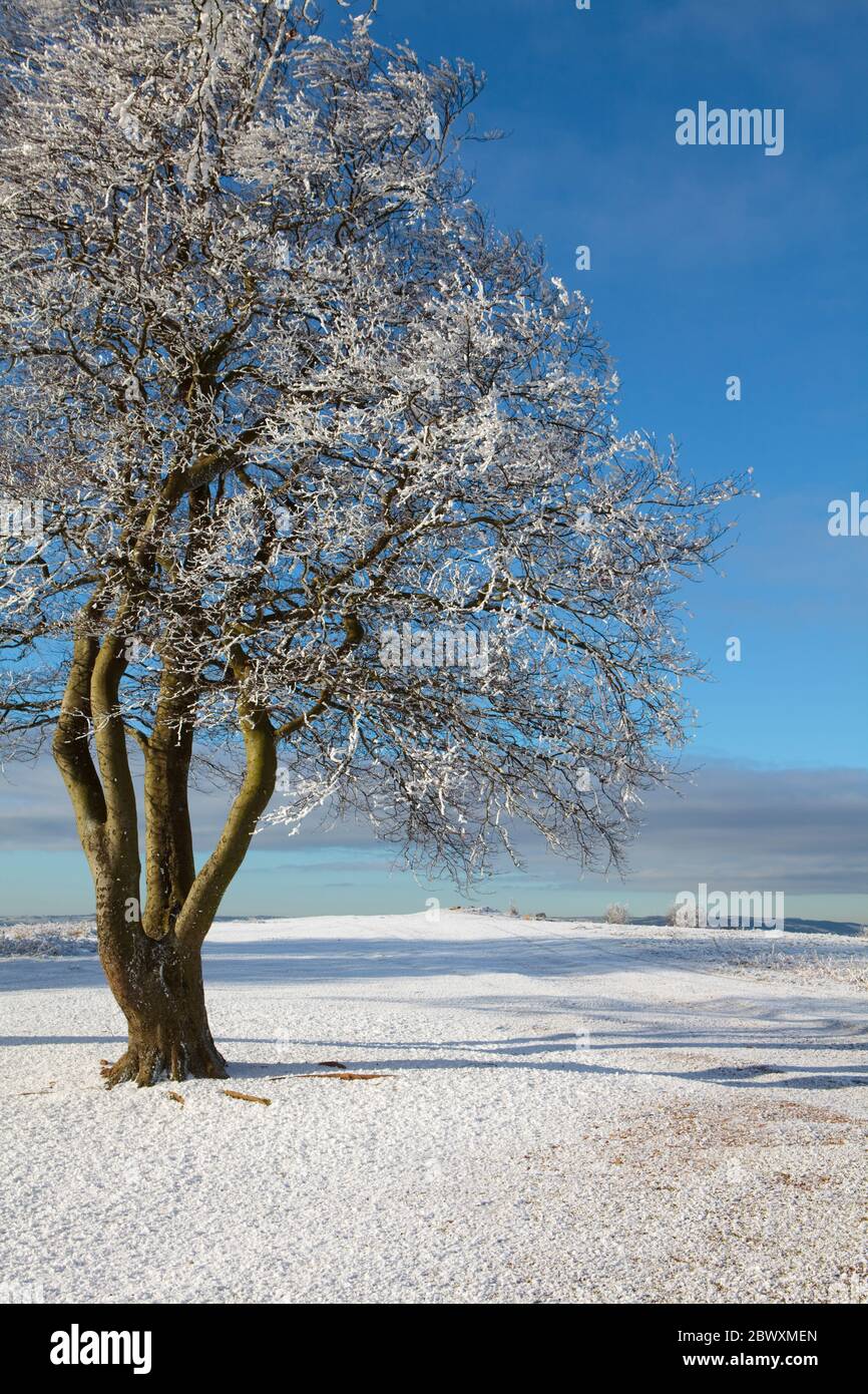 Cothelstone hi-res stock photography and images - Alamy