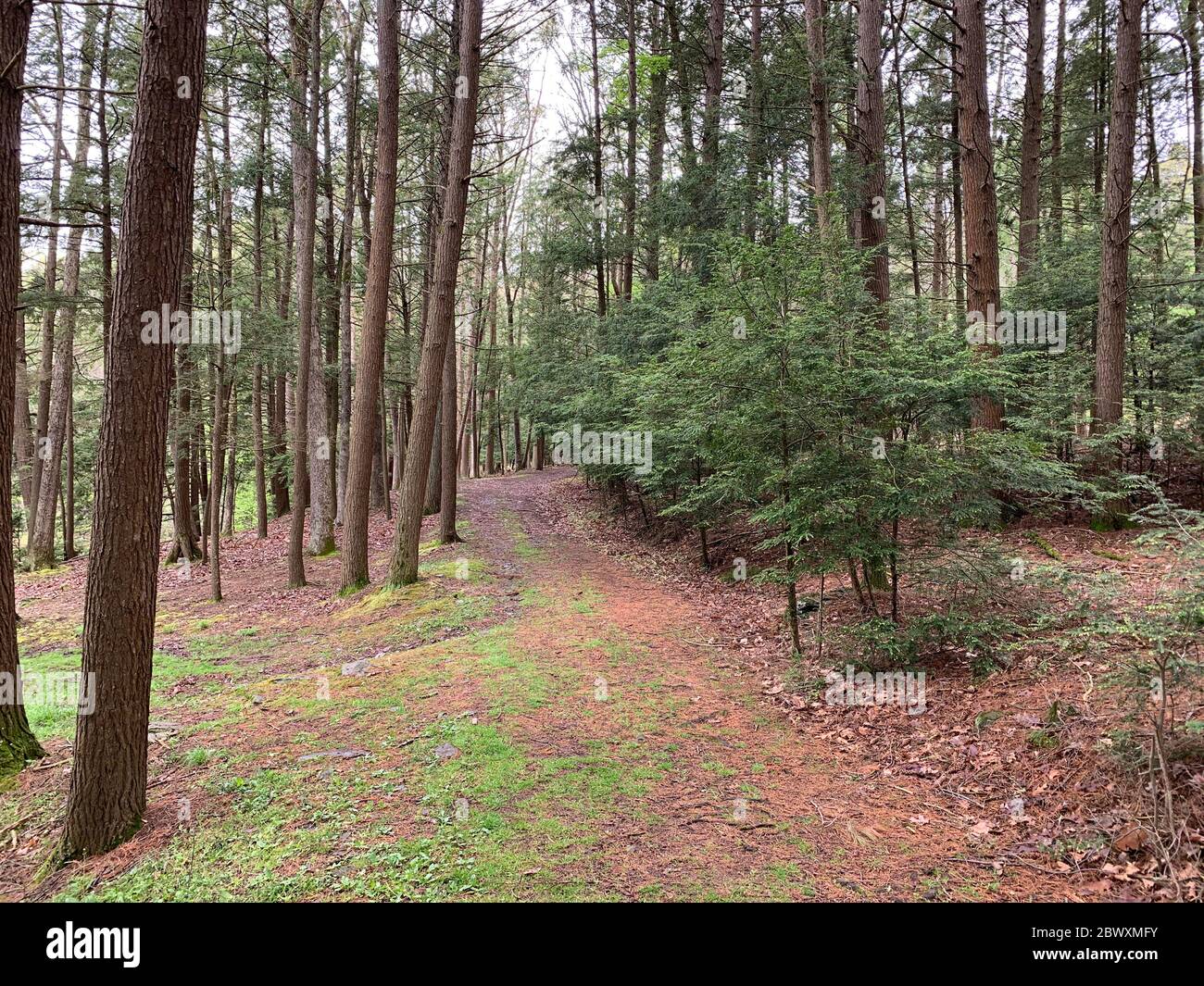 A path in the woods with many tall trees Stock Photo - Alamy