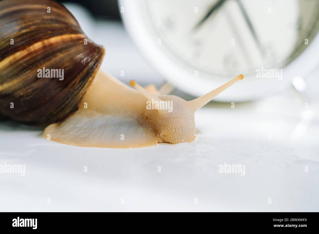 White Achatina Snail With Dark Shell Crawling Near White Alarm Clock On