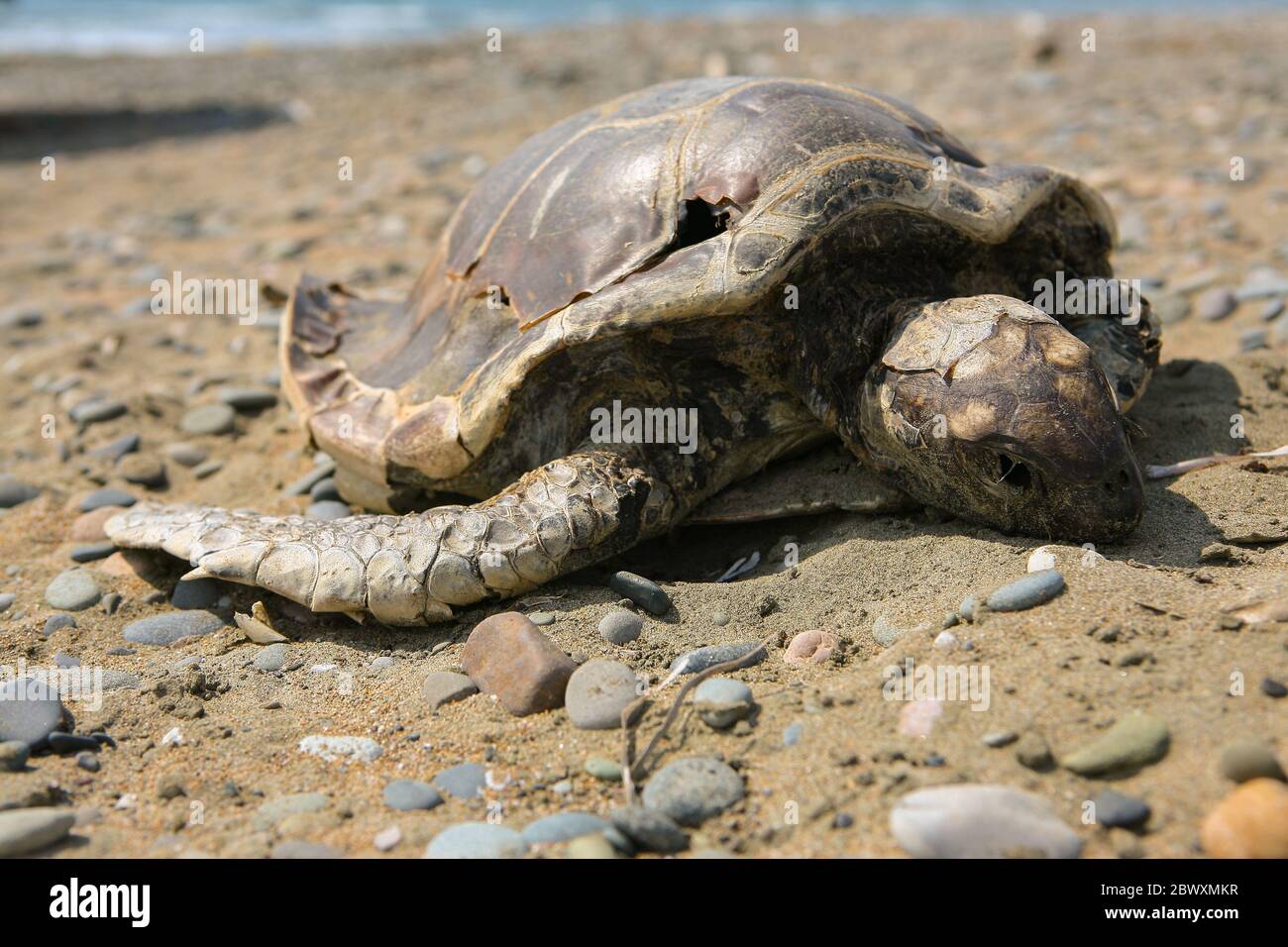 Dead sea turtle on a Cyprus beach Stock Photo - Alamy