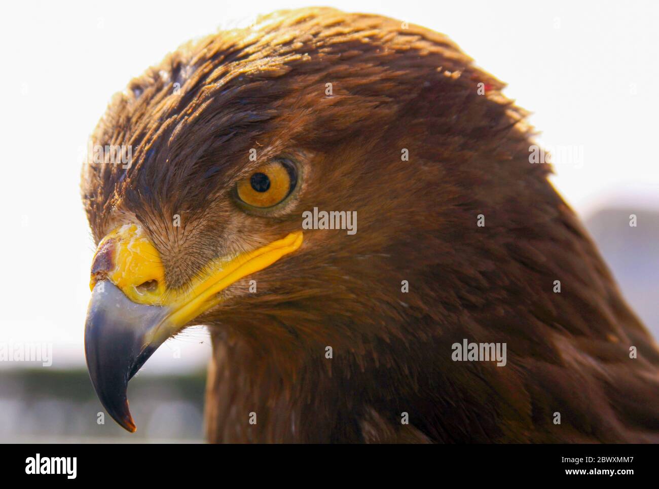 Falcon portrait head looking down at prey Stock Photo - Alamy