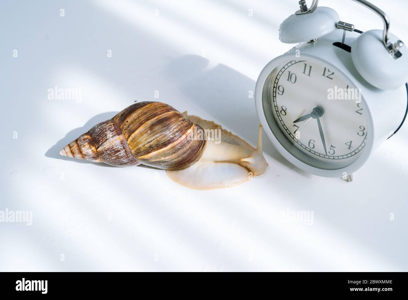 White achatina snail with dark shell crawling near white alarm clock on ...