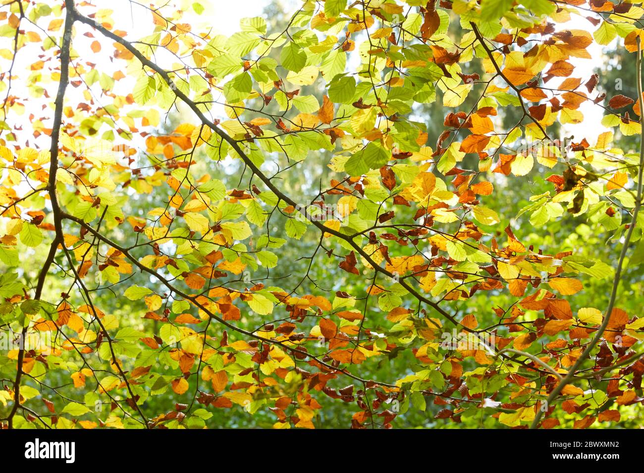 English forest with golden light Stock Photo - Alamy
