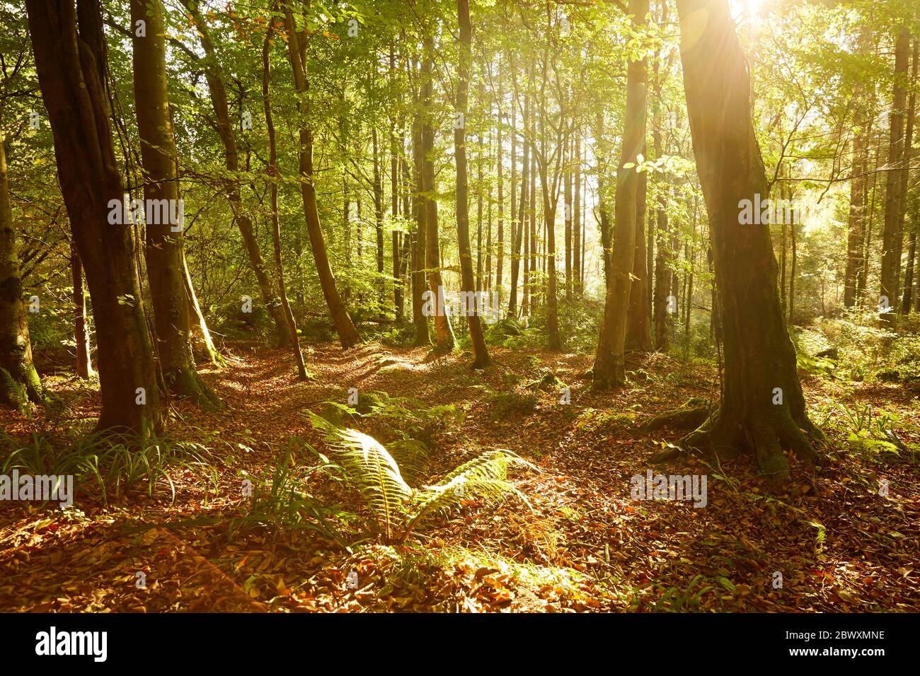 English forest with golden light Stock Photo - Alamy