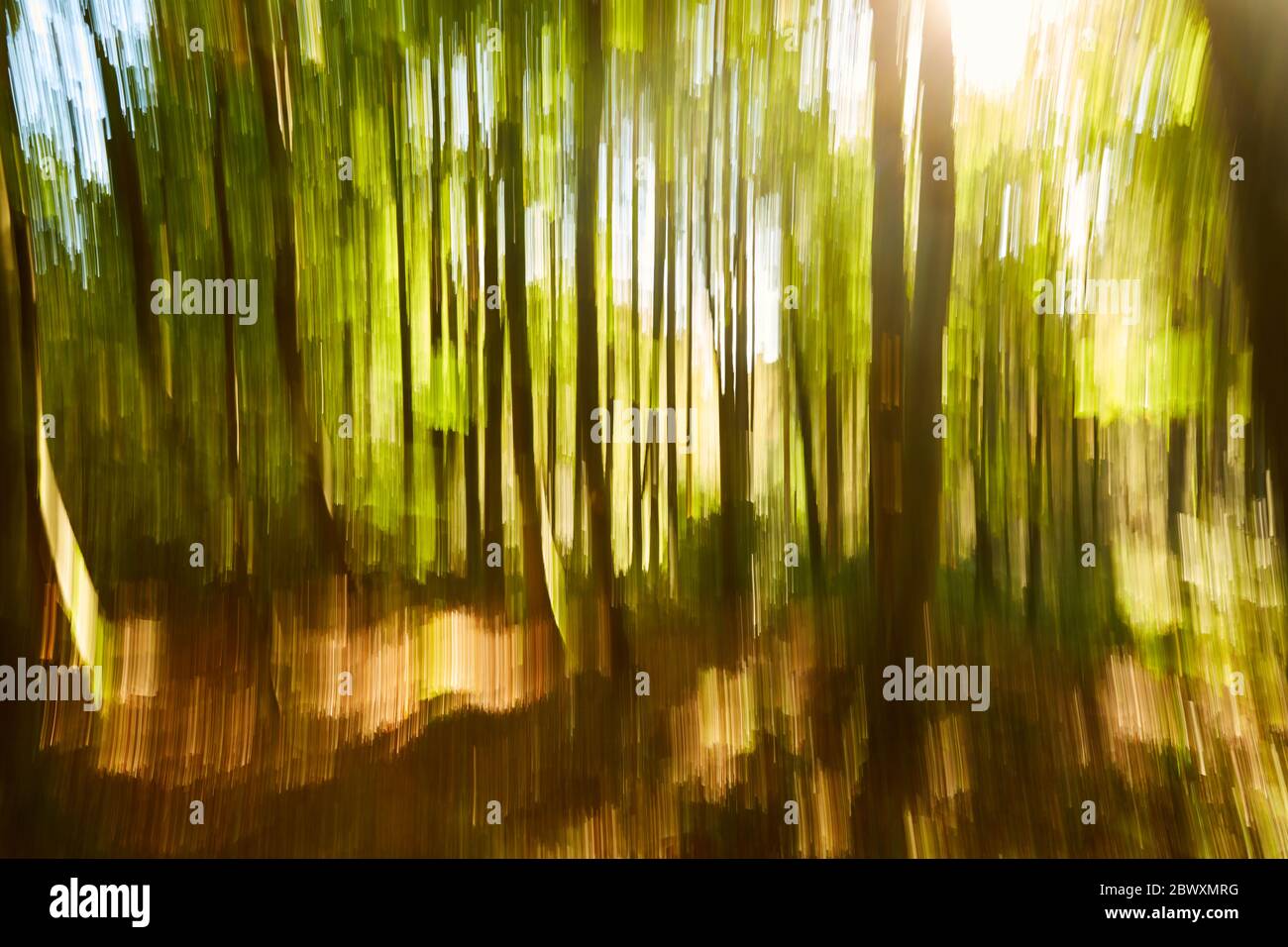 English forest with golden light Stock Photo - Alamy
