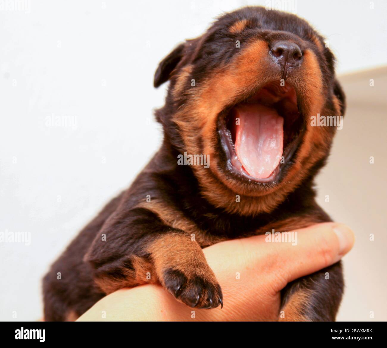 Big yawn mouth open Rottweiler baby dog in hand Stock Photo - Alamy