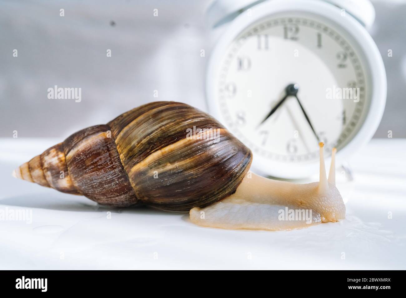 White achatina snail with dark shell crawling near white alarm clock on ...