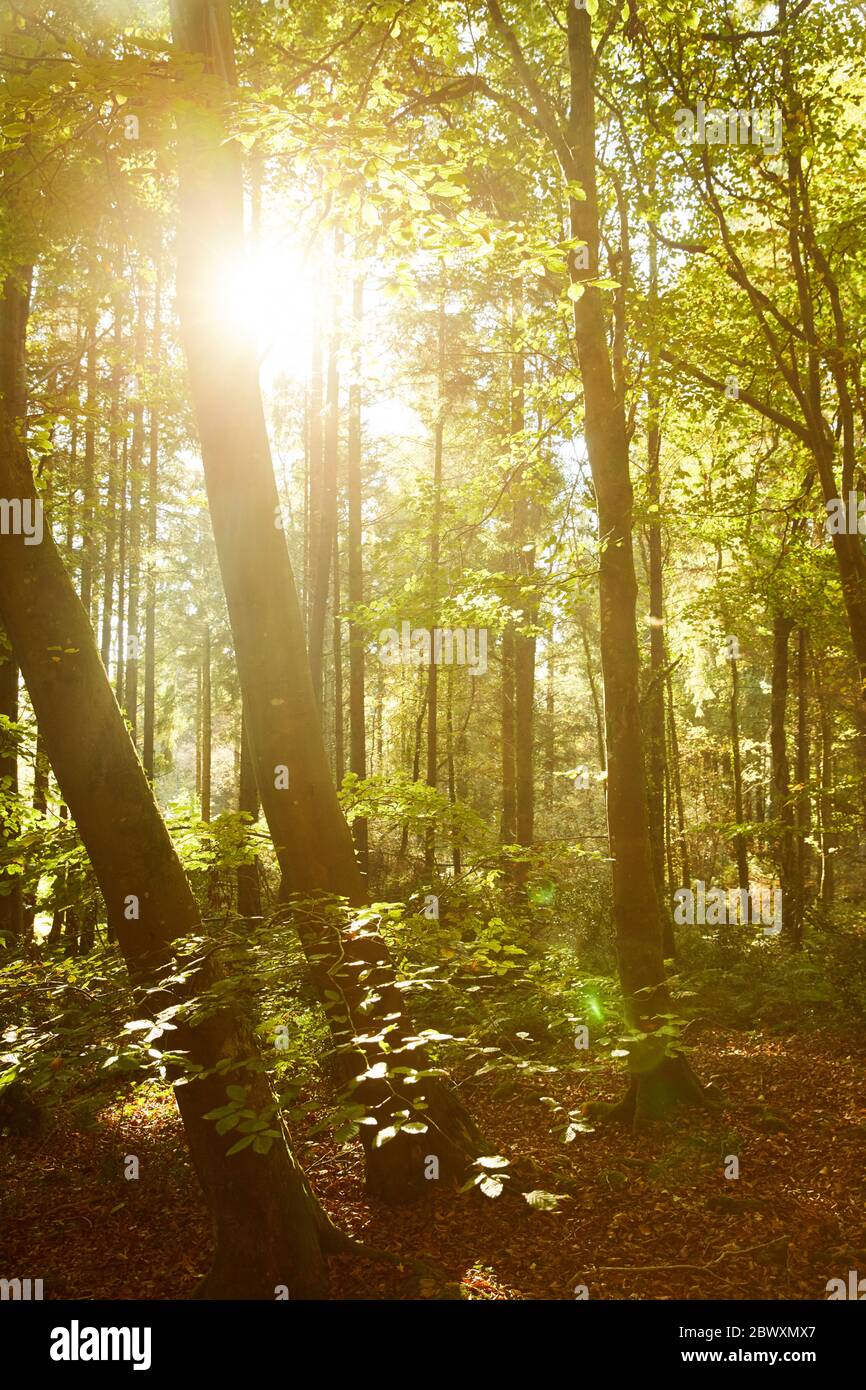 English forest with golden light Stock Photo - Alamy