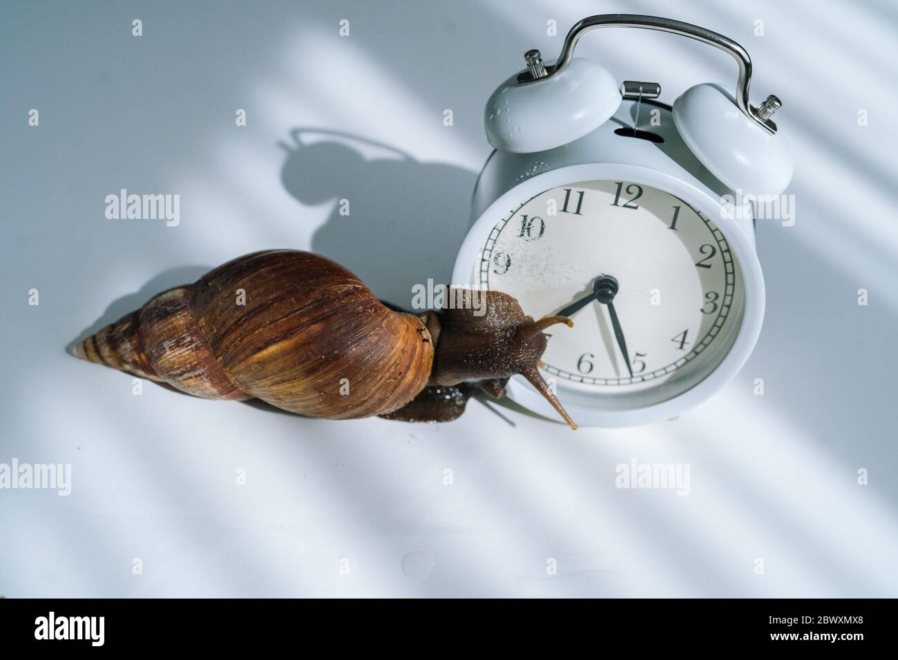Dark achatina snail with dark shell crawling near white alarm clock on ...