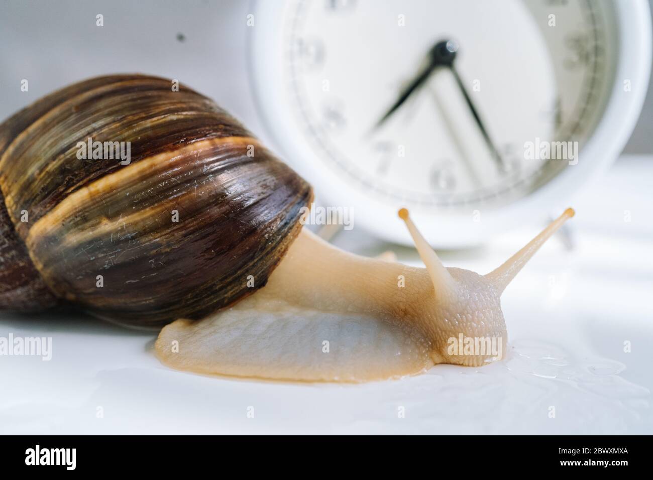 White Achatina Snail With Dark Shell Crawling Near White Alarm Clock On