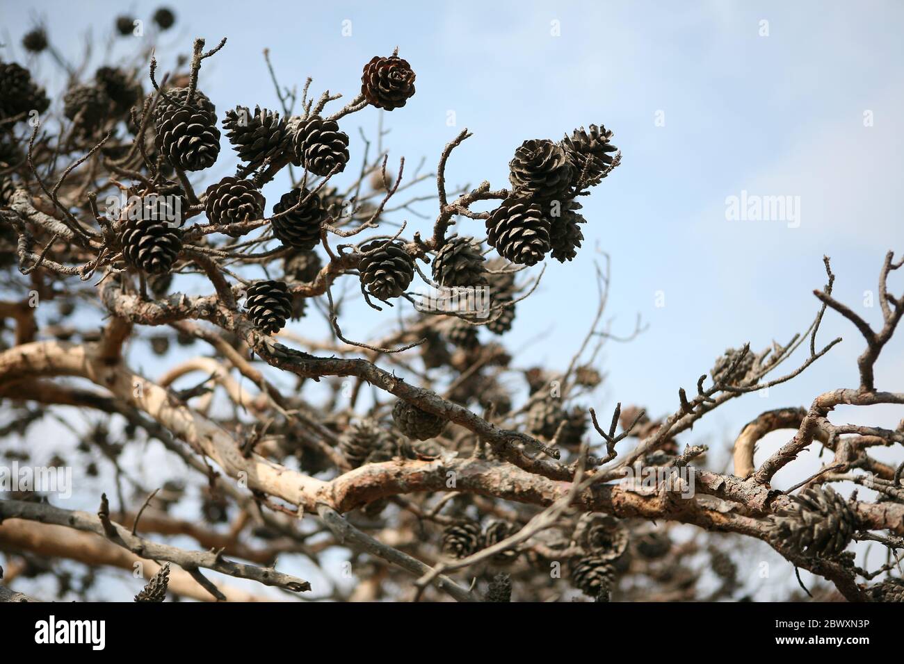 Cyprus tree cones hi-res stock photography and images - Alamy