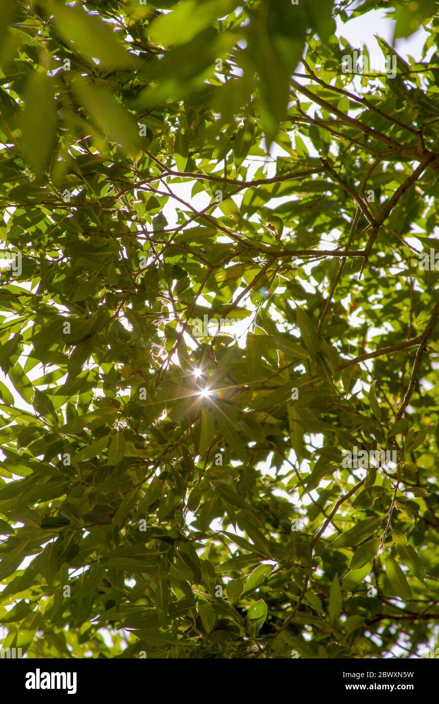 Sun rays shines through leaves hi-res stock photography and images - Alamy