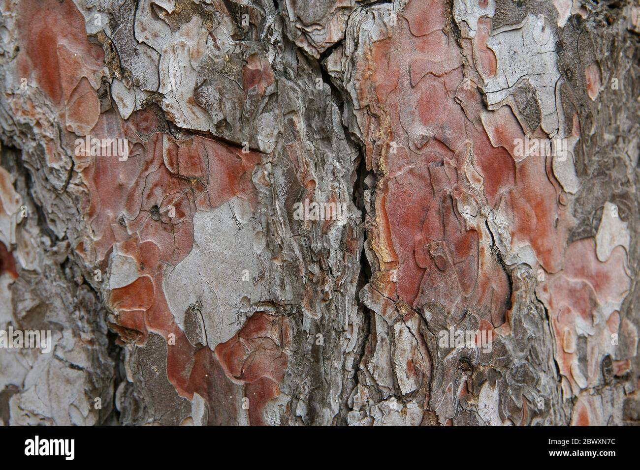 Thick tree bark pattern Stock Photo - Alamy