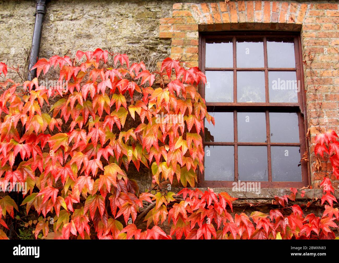 Red and orange poison ivy plant growing on industrial brick building ...