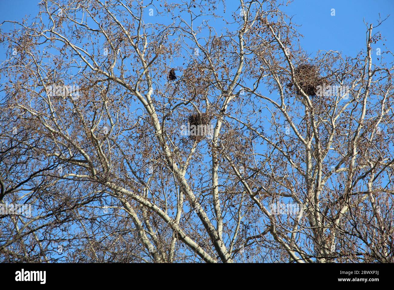 A crow and two nests of crows are seen - main train station in Prague ...