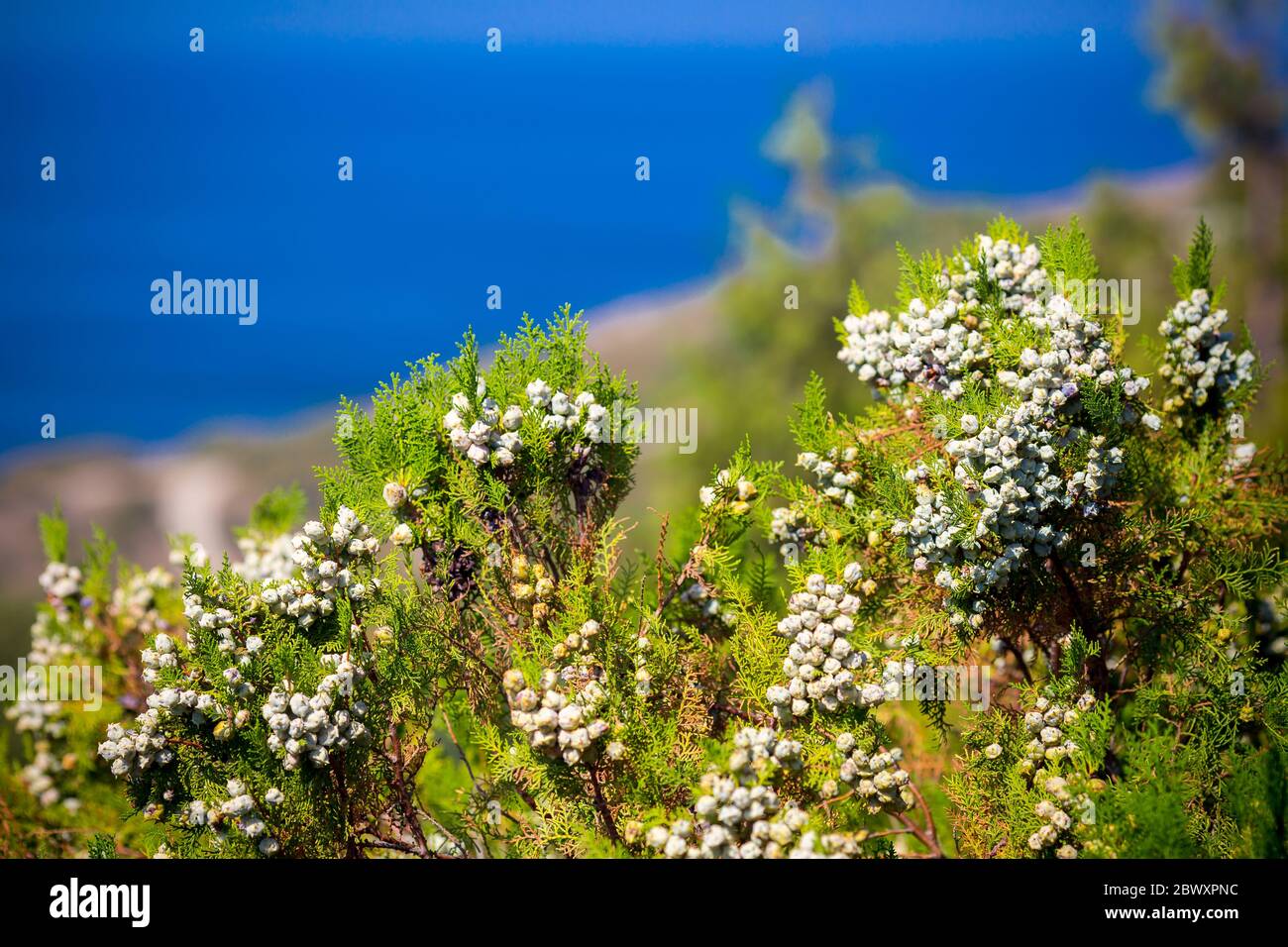 Juniper close up summer wiew with sea shore on background Stock Photo ...