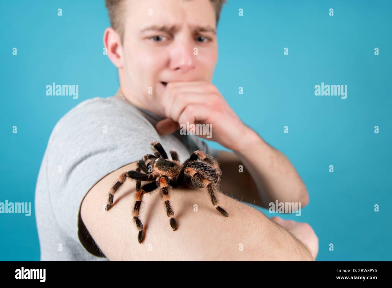 Spider crawling on hand hi-res stock photography and images - Alamy