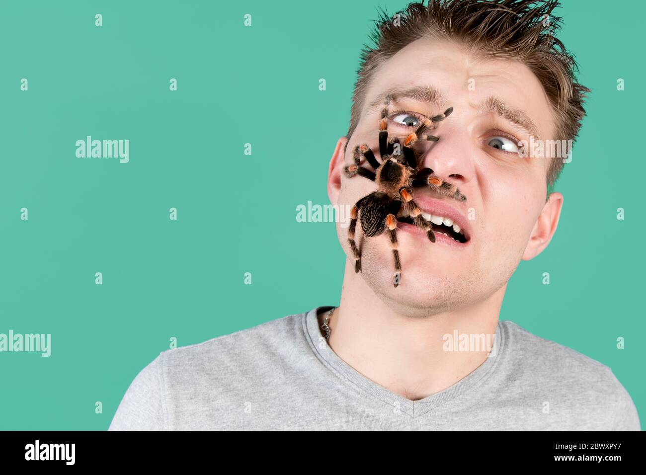 The man is quietly horrified that a huge spider is crawling across his ...