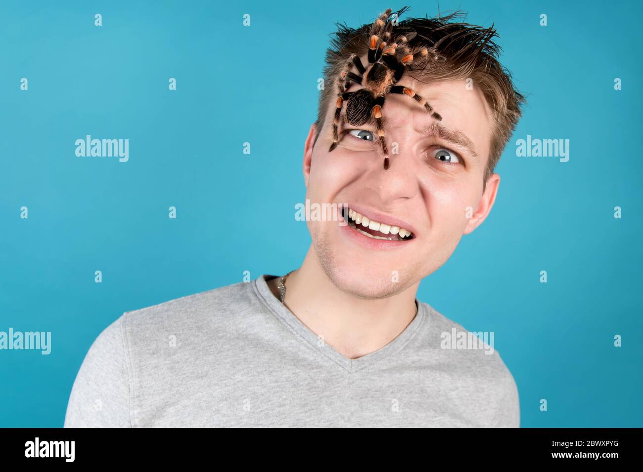 Young shocked guy with a spider on his head on a blue background Stock ...