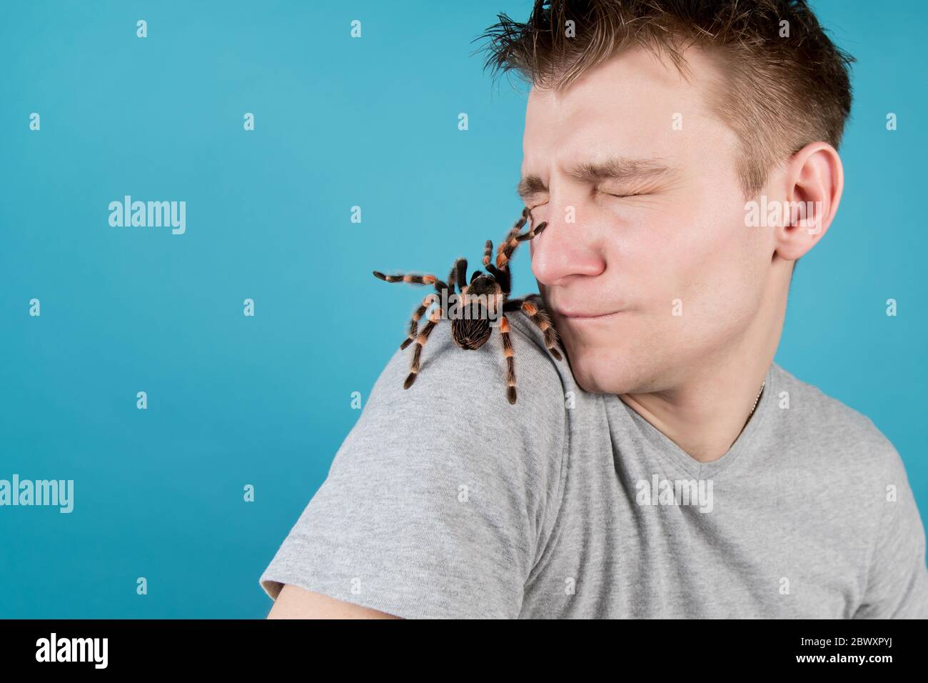 Closeup spiders face hi-res stock photography and images - Alamy