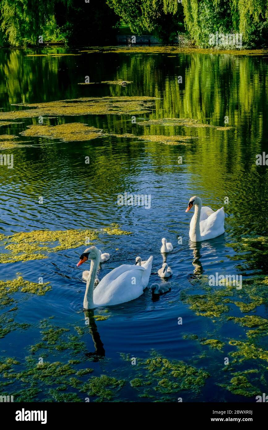 Mute swans, Ambleside Park, West Vancouver, British Columbia, Canada ...