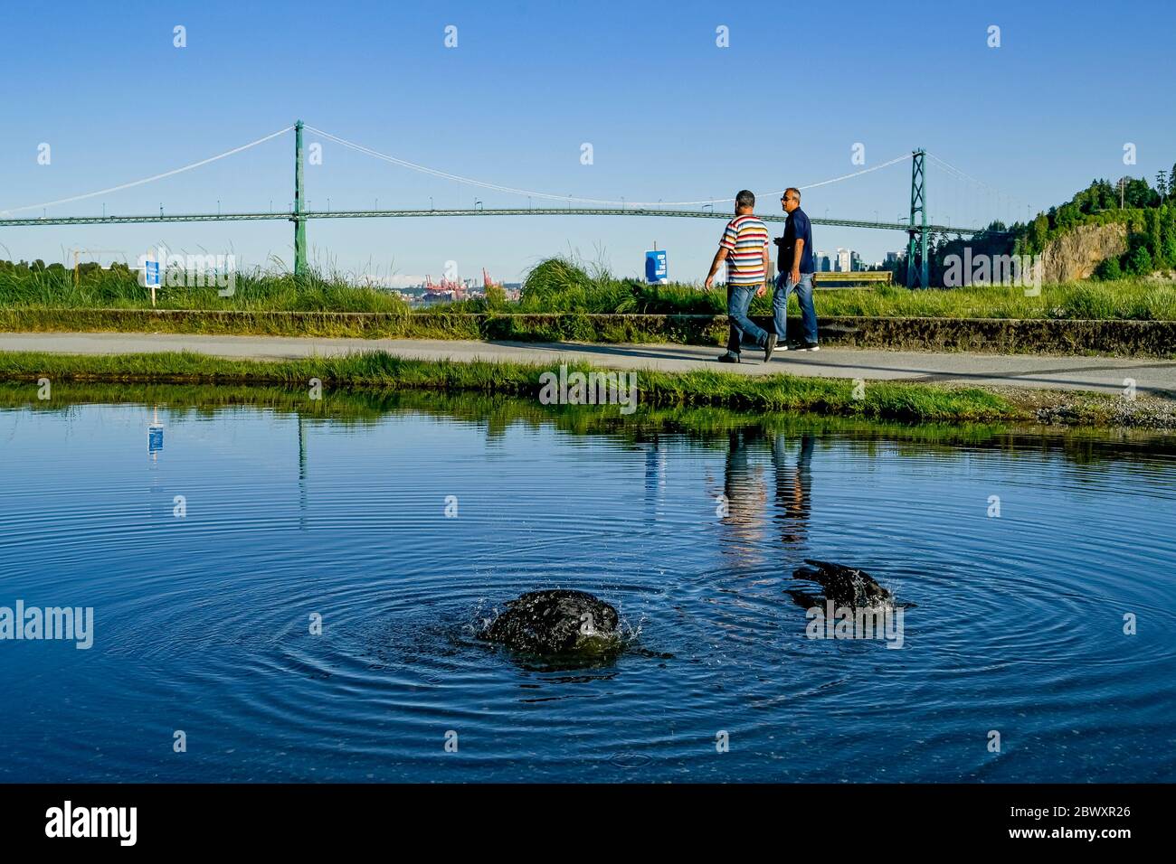 Crows bathing in puddle, Ambleside Park, West Vancouver, British ...