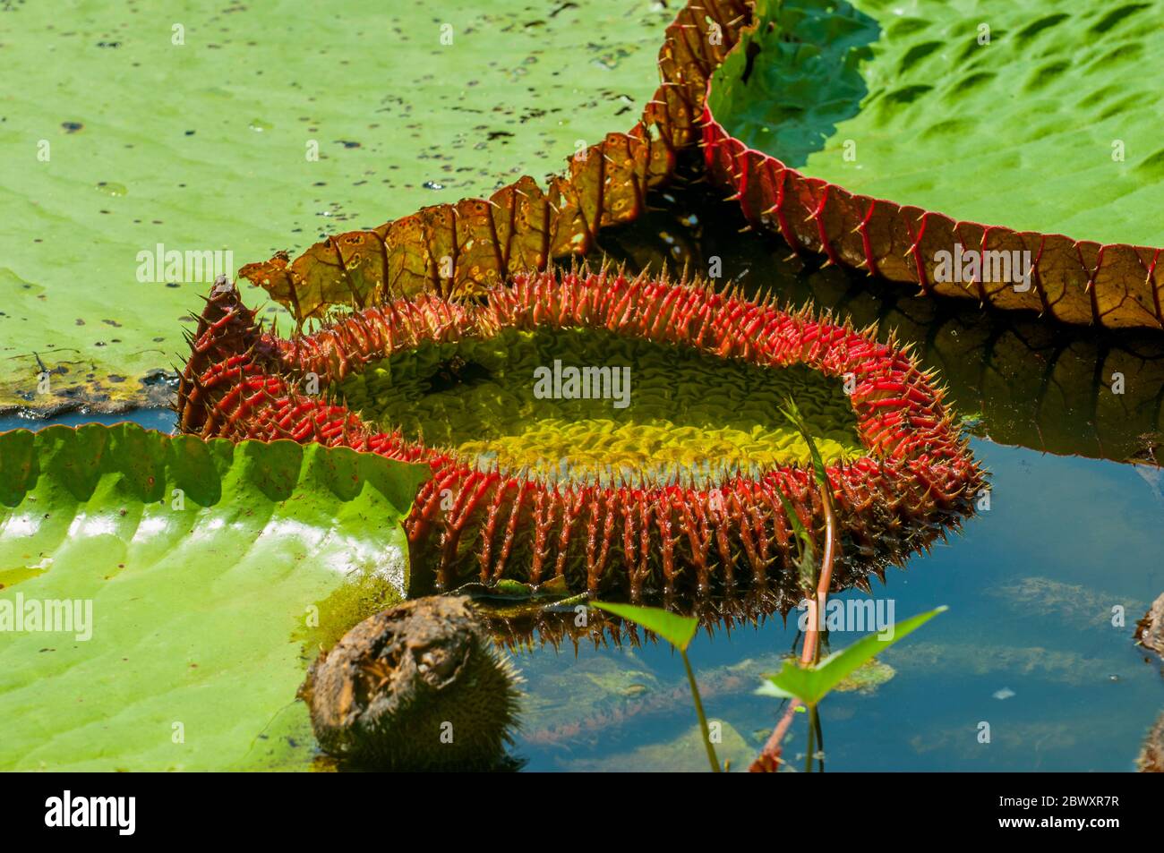 Detail of the spiny underside of a giant leaf of a Victoria amazonica ...