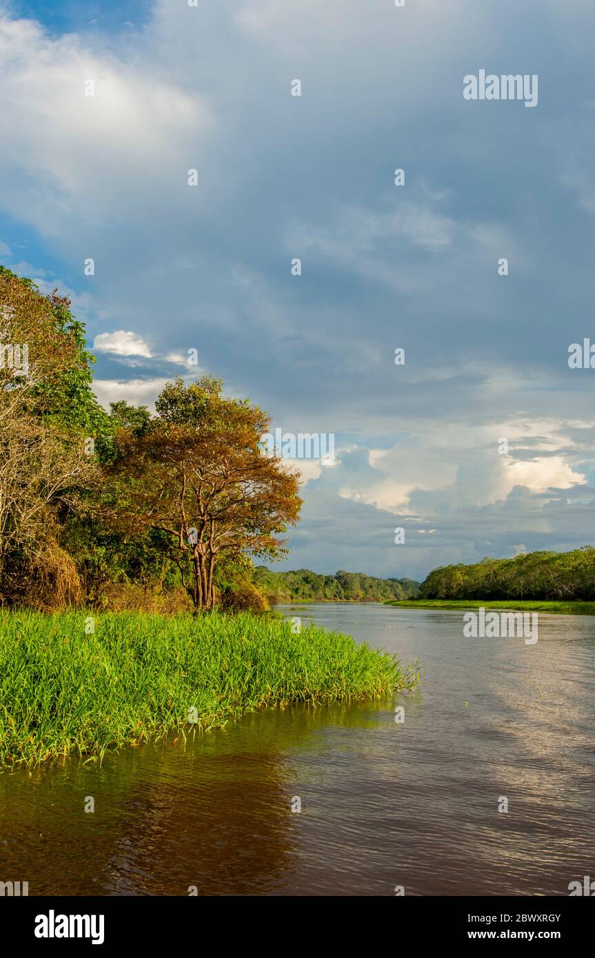 View of the rainforest along a small tributary of the Amazon River in ...