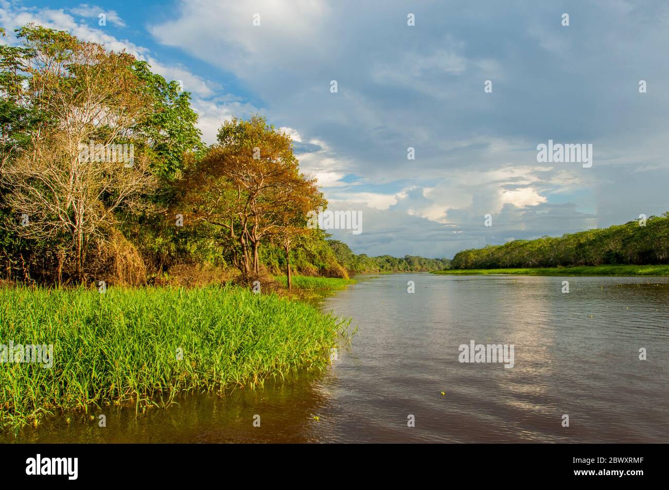 View of the rainforest along a small tributary of the Amazon River in ...