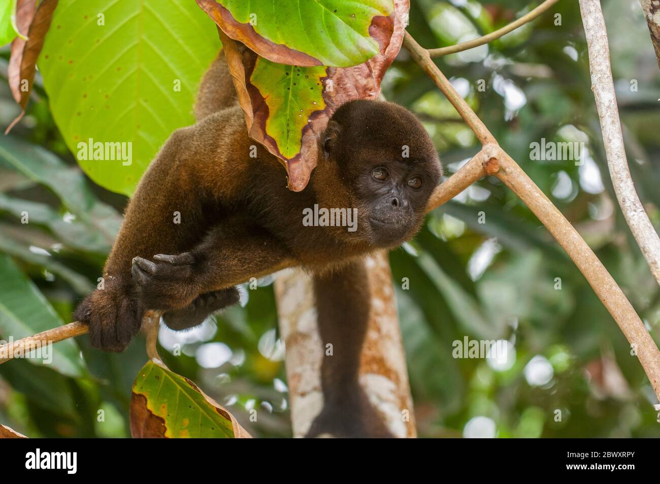 A Wooly monkey (genus lagothrix) feeding on leaves at the Maranon River ...