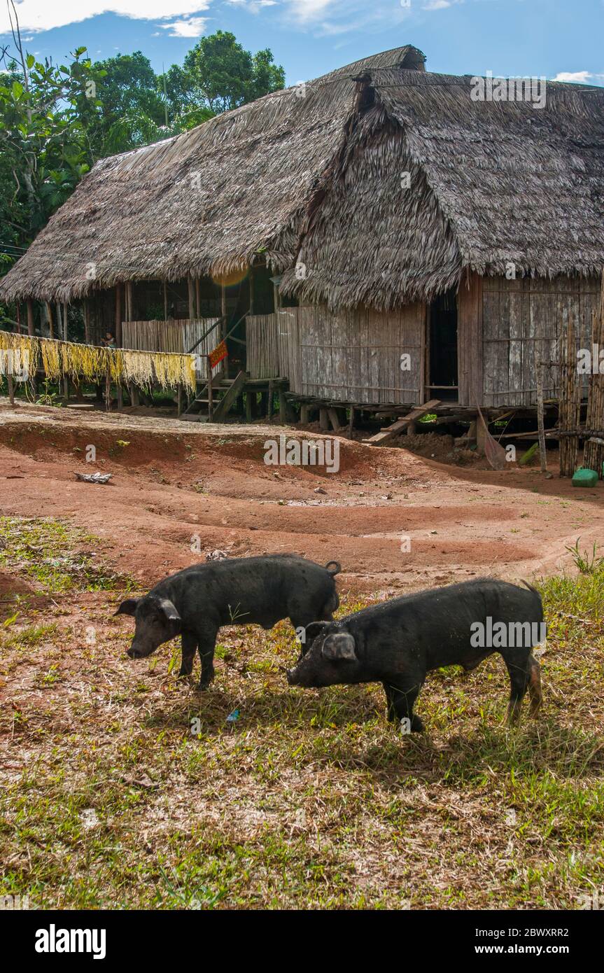 Pigs in a village along the Maranon River in the Peruvian Amazon River ...