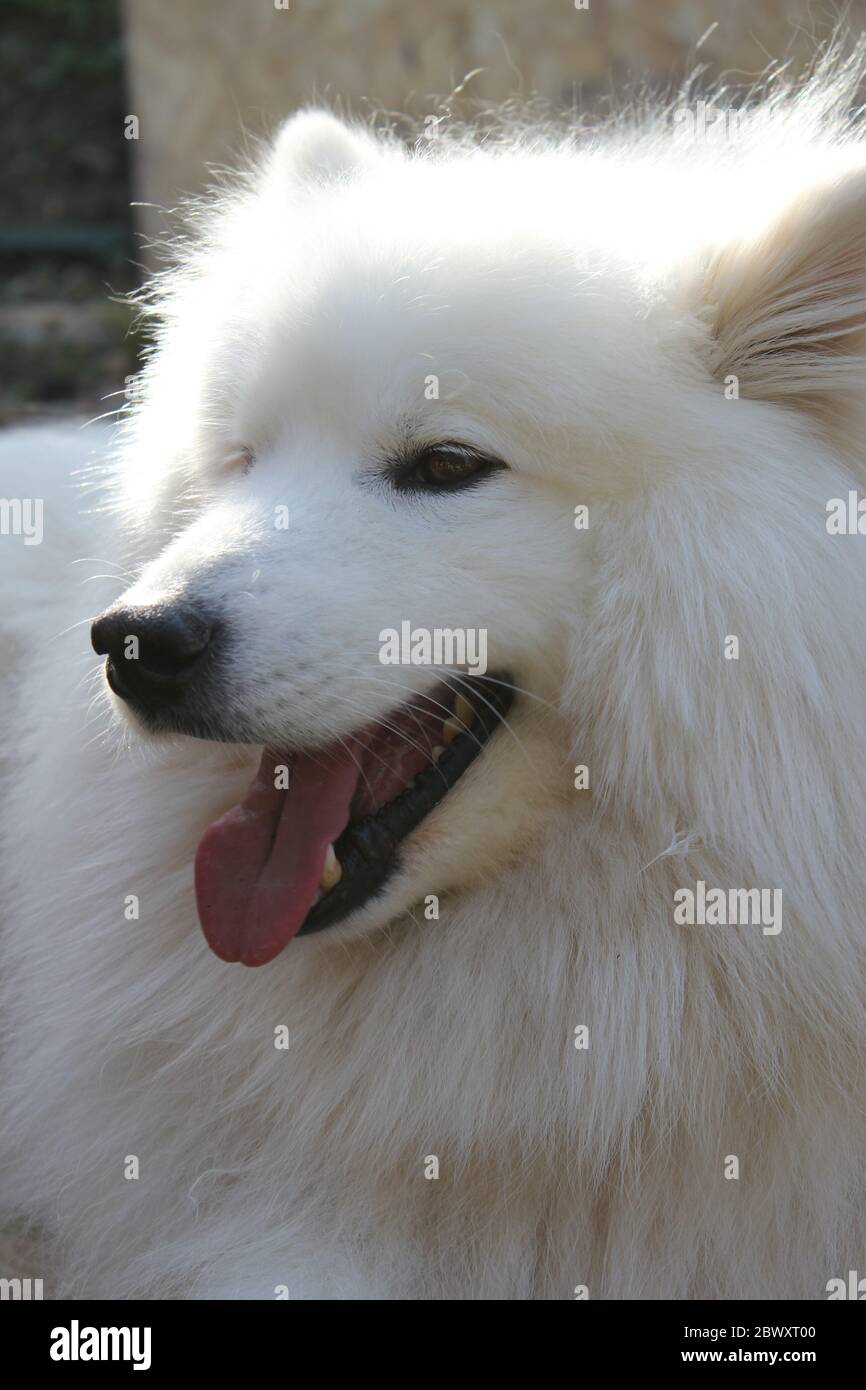 Samoyed dog white fur closeup of head also know as smiling Samoyed full ...