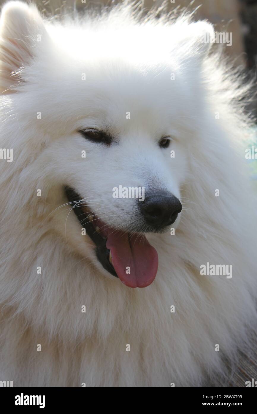 Samoyed dog white fur closeup of head also know as smiling Samoyed full ...