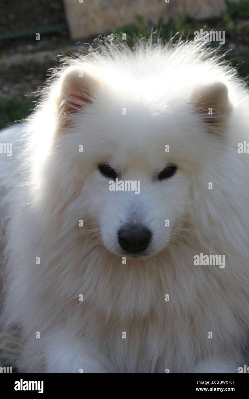 Samoyed dog white fur closeup of head also know as smiling Samoyed full ...